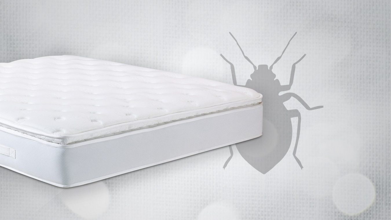 How to Get Rid of Bed Bugs on Mattress? 3 Easy Steps to Follow