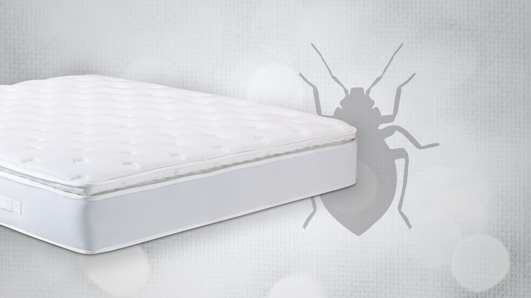 How to Get Rid of Bed Bugs on Mattress? 3 Easy Steps to Follow